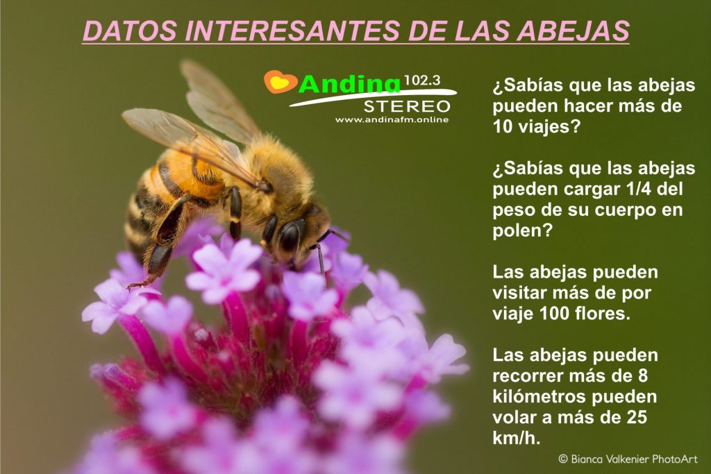 ¡ Curiosidades muy interesantes de las Abejas ! | Andina Stereo 102.3