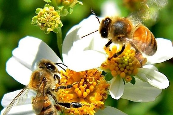 ¡TRES CUARTOS DE LOS CULTIVOS DEPENDEN DE LAS ABEJAS ¡ | Andina Stereo ...
